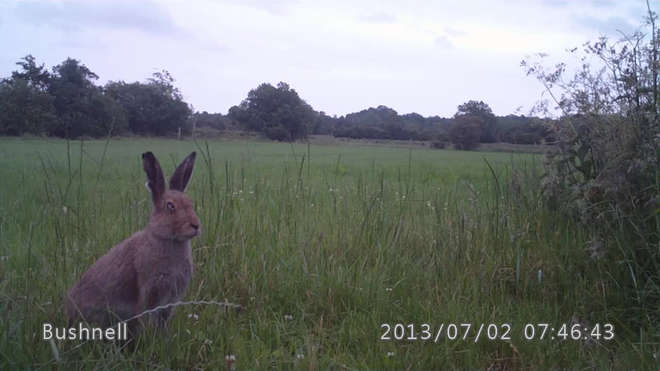 Camera traps reveal a hare-raising situation – Remote Sensing in ...