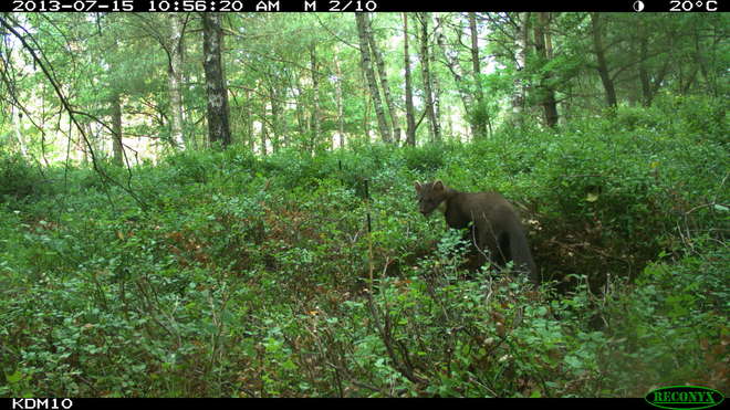 A simple method for estimating the effective detection distance of ...