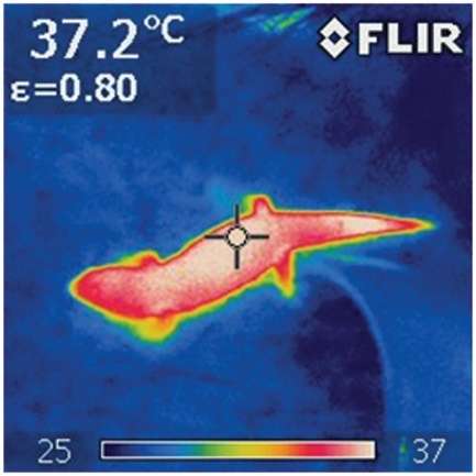 Passive infrared triggered camera traps: Detecting wildlife, but not as ...