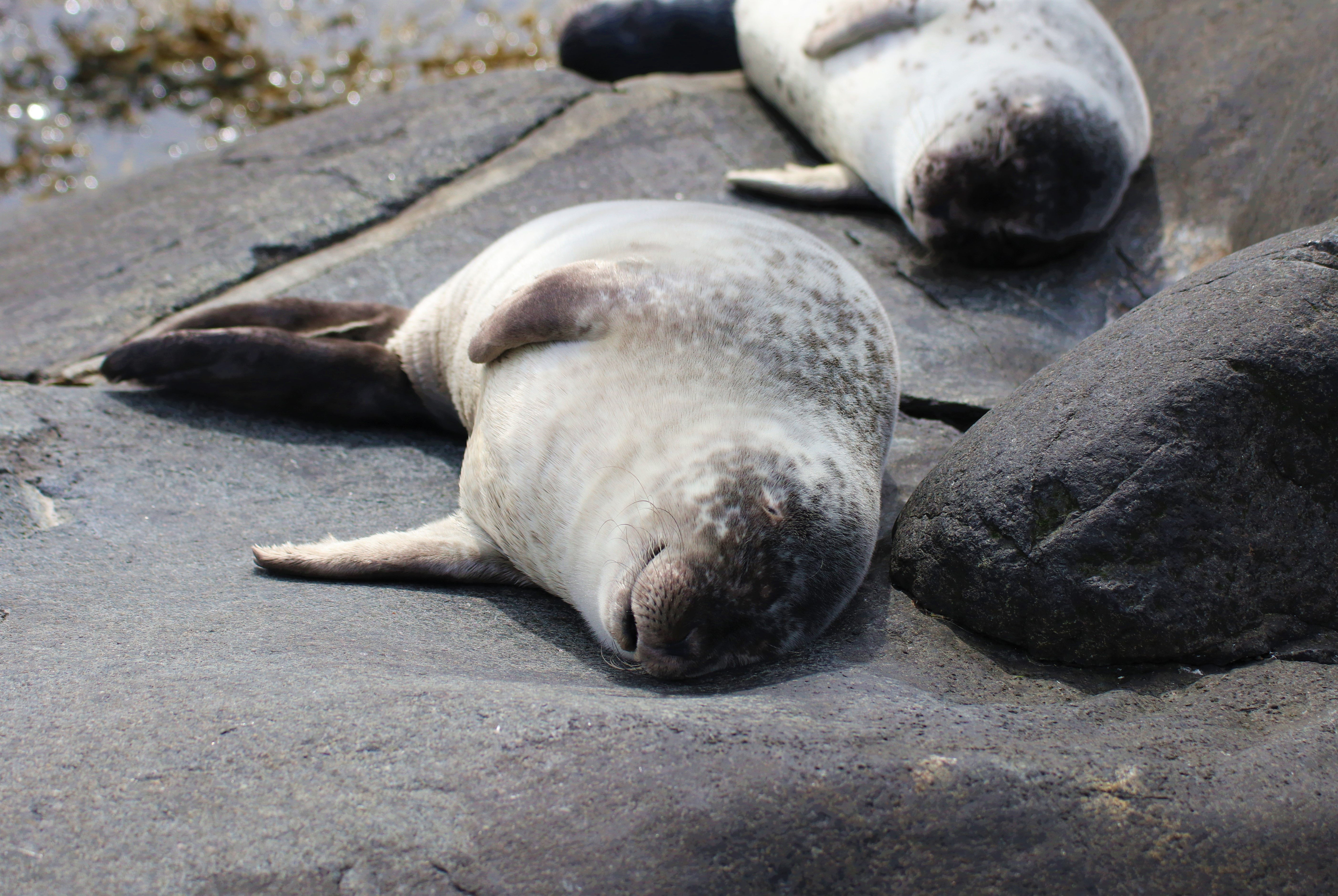 Body size in seals using drones: an early warning of environmental ...